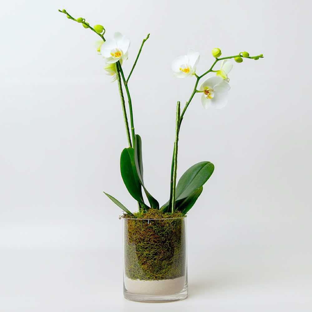 Classic Orchid Pot Plant - The Wild Bunch