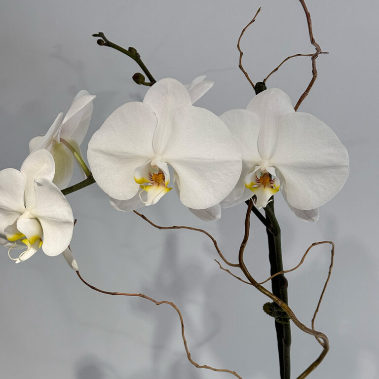 Classic Orchid Pot Plant - The Wild Bunch